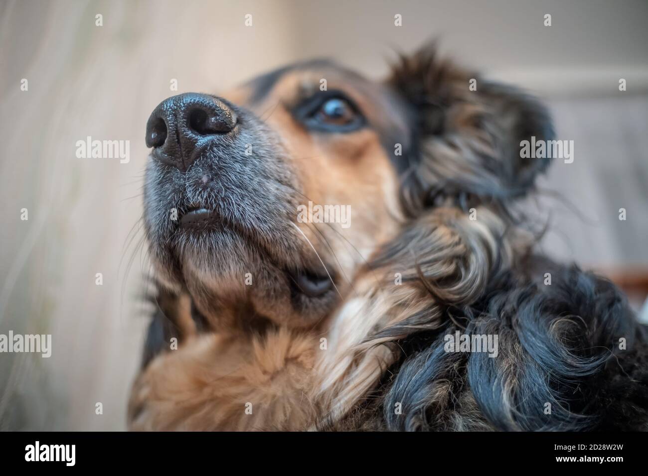 Portrait of a German shepherd. In focus closeup of his nose Stock Photo ...