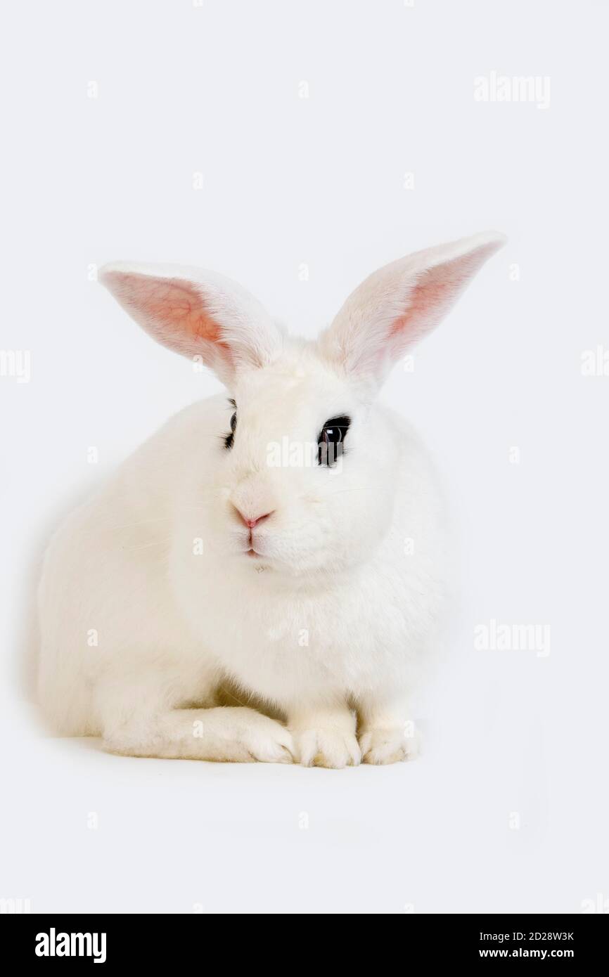 Hotot Domestic Rabit against White Background, Breed from Normandy ...
