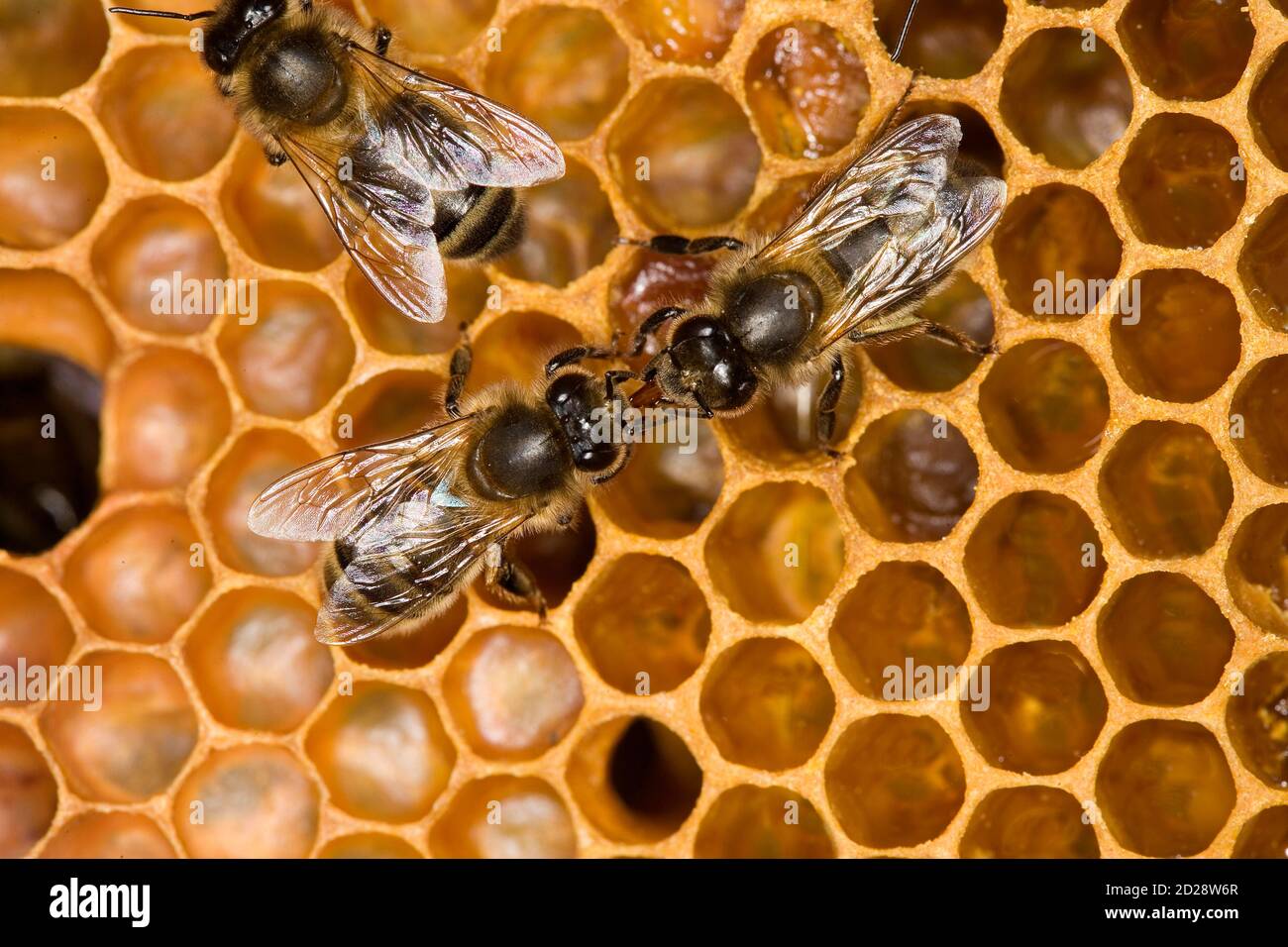 Honey Bee, apis mellifera, Worker looking after Larvae on Brood Comb ...