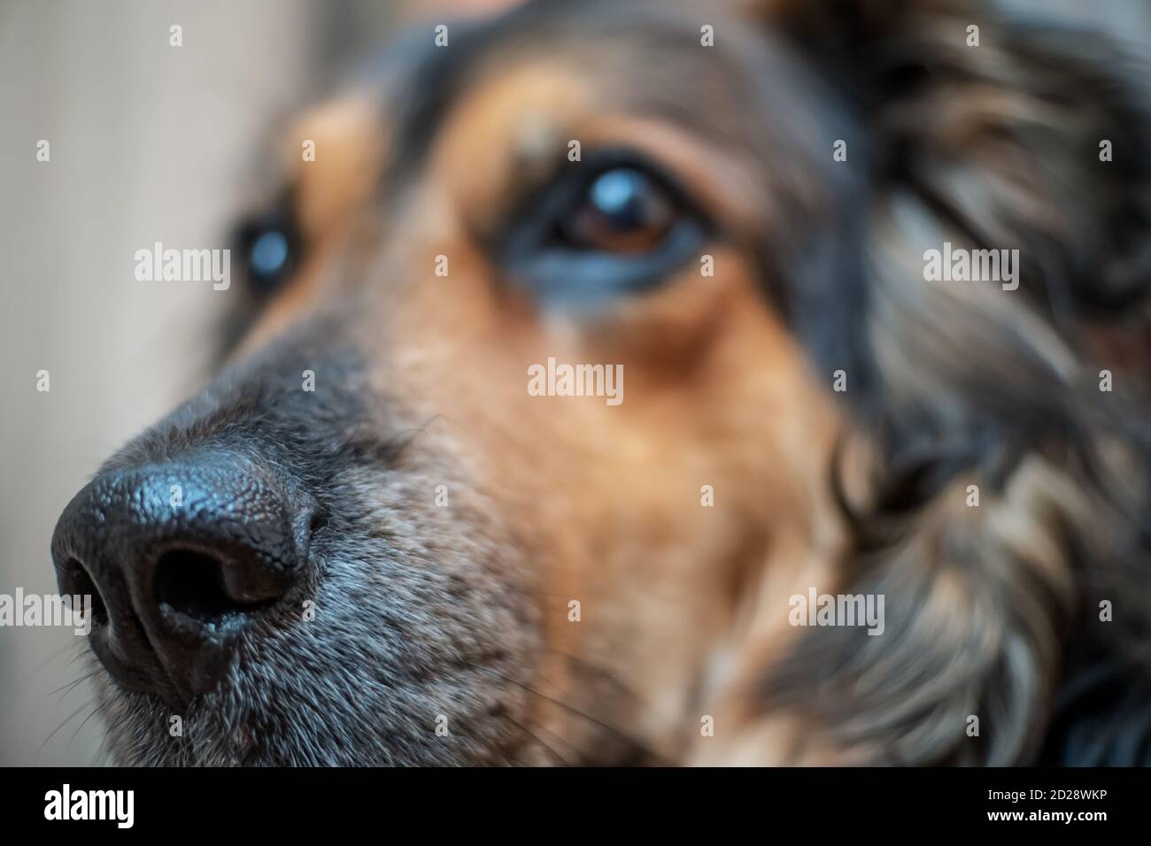 Portrait of a German shepherd. In focus closeup of his nose Stock Photo ...