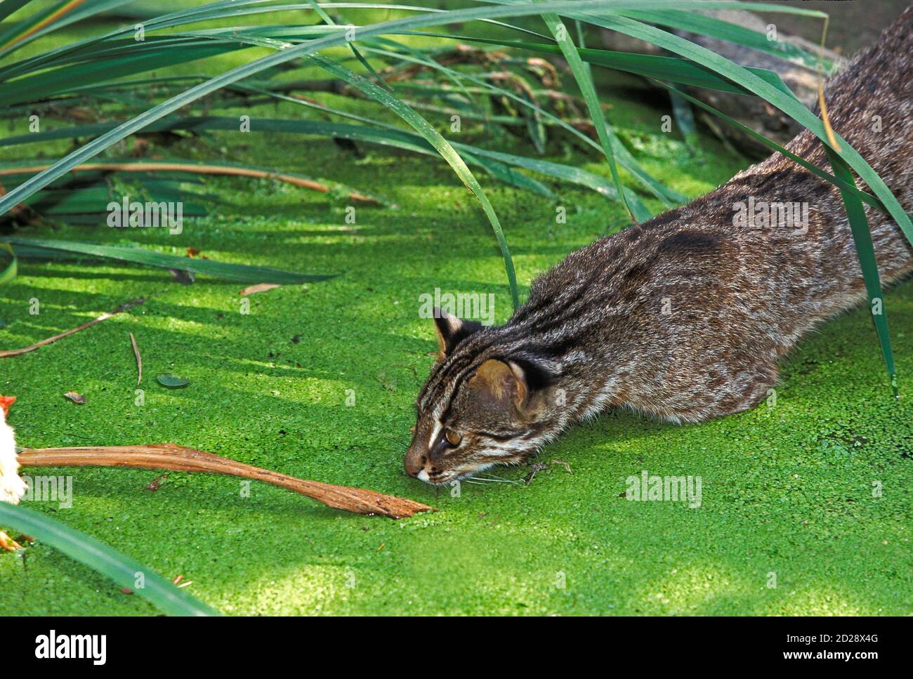 Adult entering swamp hi-res stock photography and images - Alamy