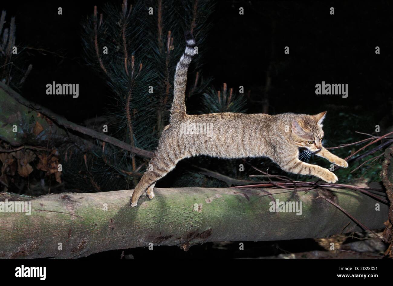 European Wildcat, felis silvestris, Adult jumping Stock Photo - Alamy