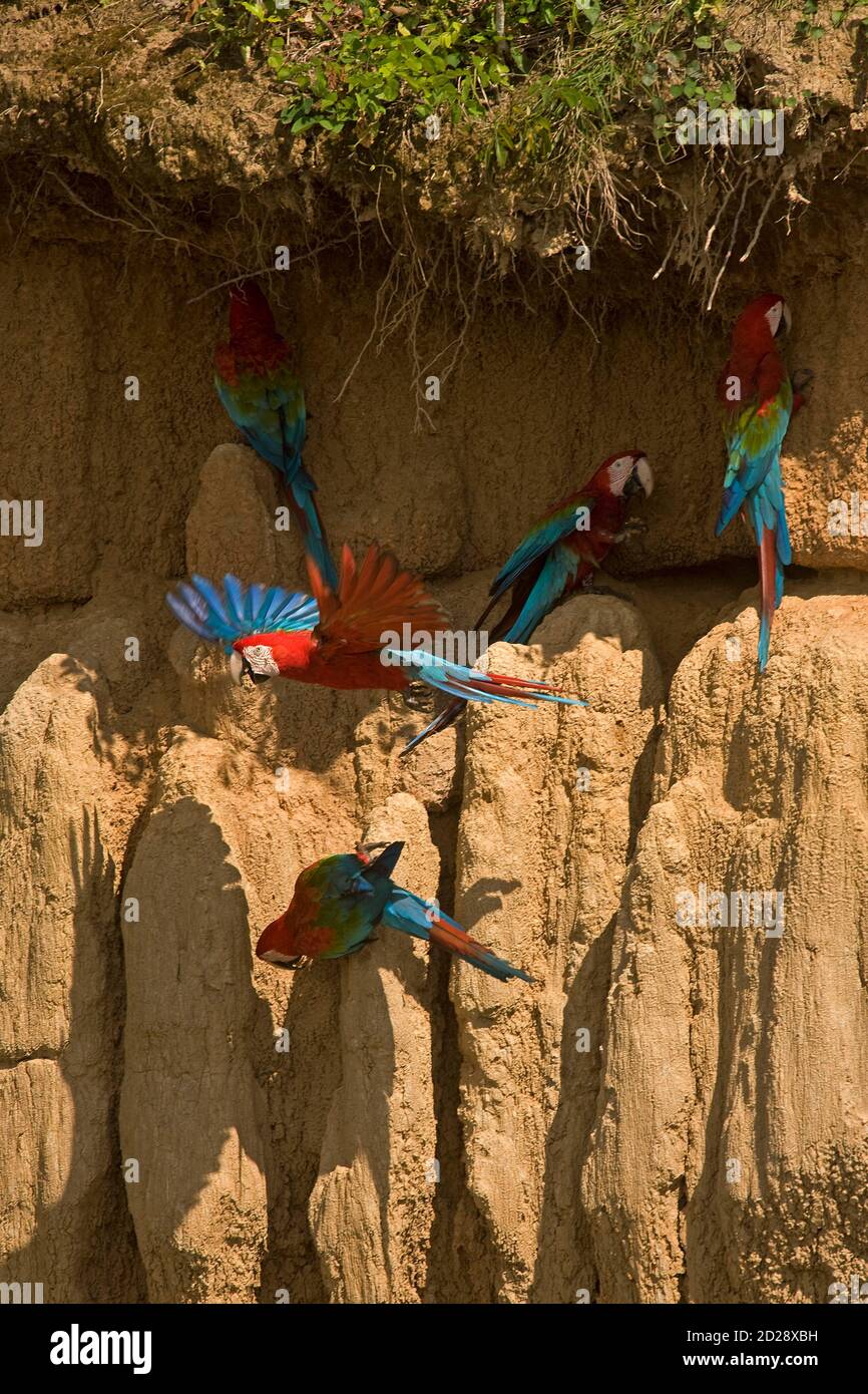 Red-and-Green Macaw, ara chloroptera, Group eating Clay, Cliff at Manu ...
