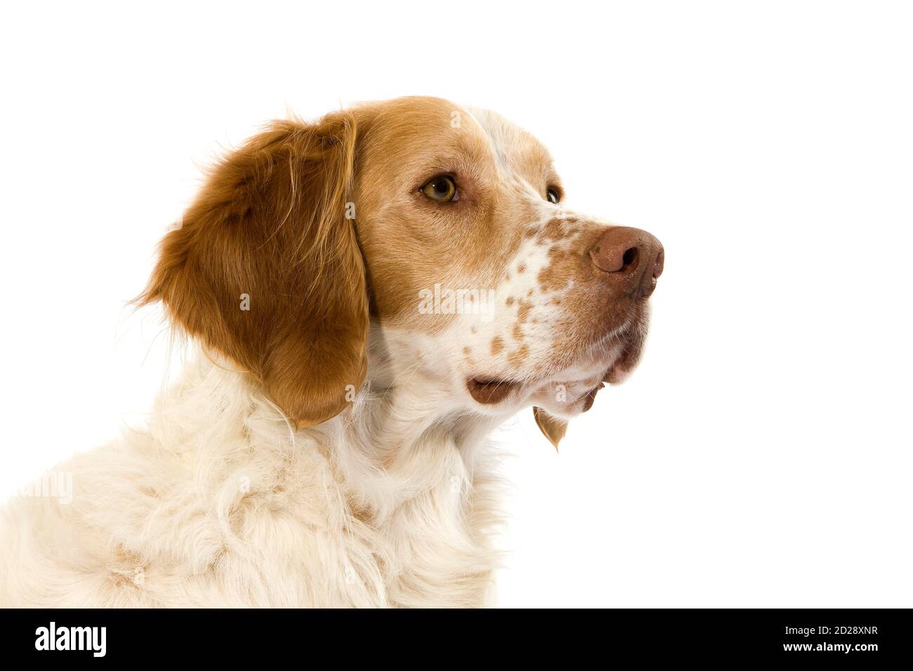 Cinnamon Color French Spaniel Dog, Portrait of Male Stock Photo - Alamy