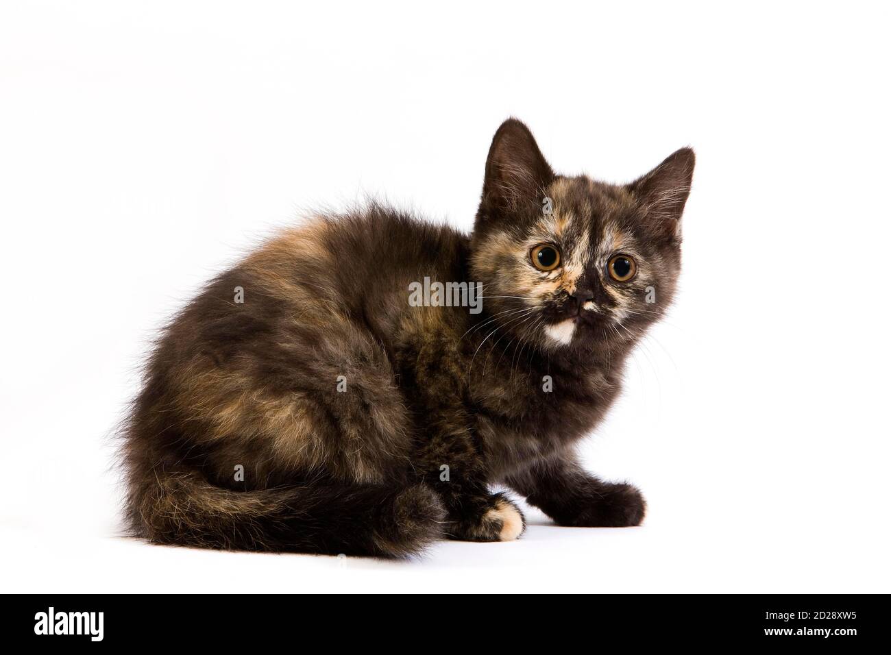 Black Tortoise-Shell British Domestic Cat, 2 Months Old Kitten Stock ...