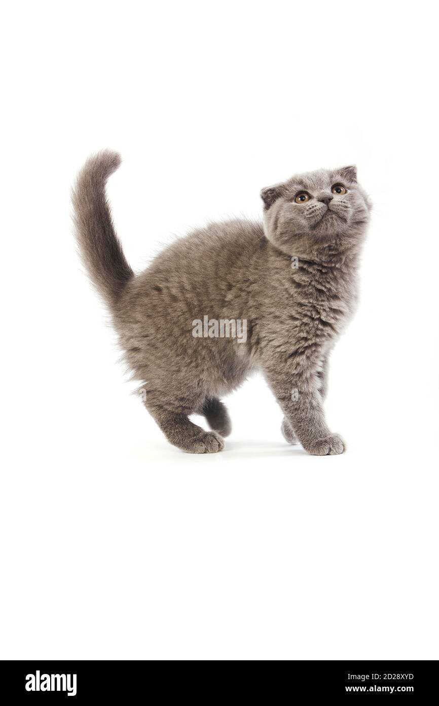 Blue scottish fold cat old hi-res stock photography and images - Alamy
