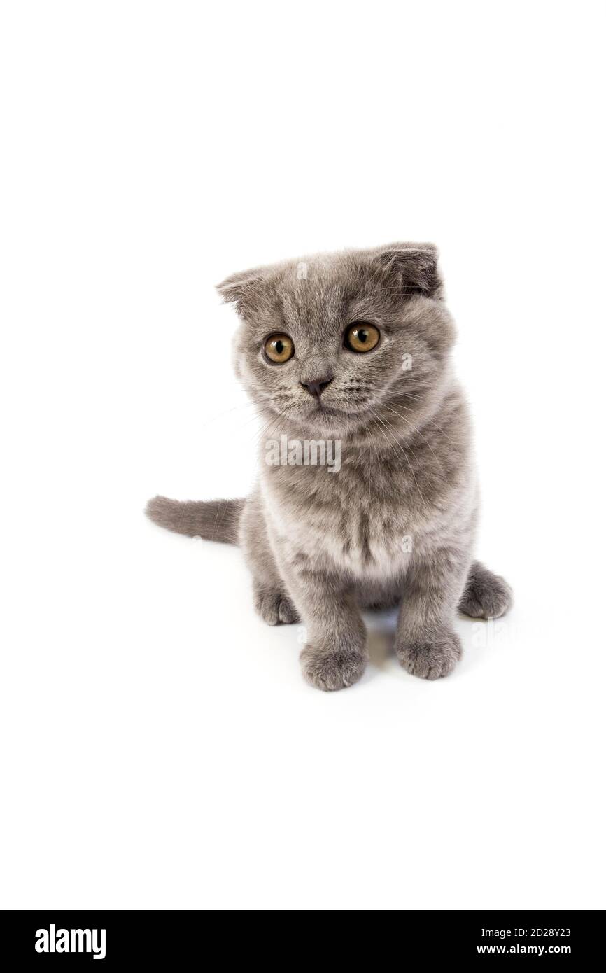 Blue Scottish Fold Domestic Cat, 2 Months Old Kitten against White ...