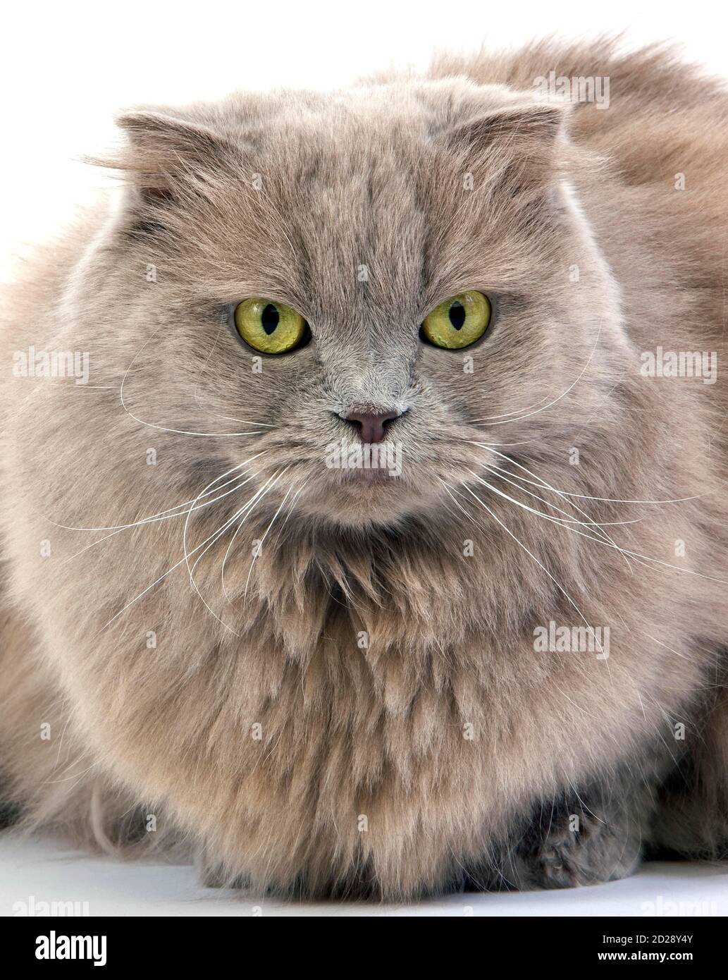 Lilac Self Highland Fold or Lilac Self Scottish Fold Longhair Domestic ...