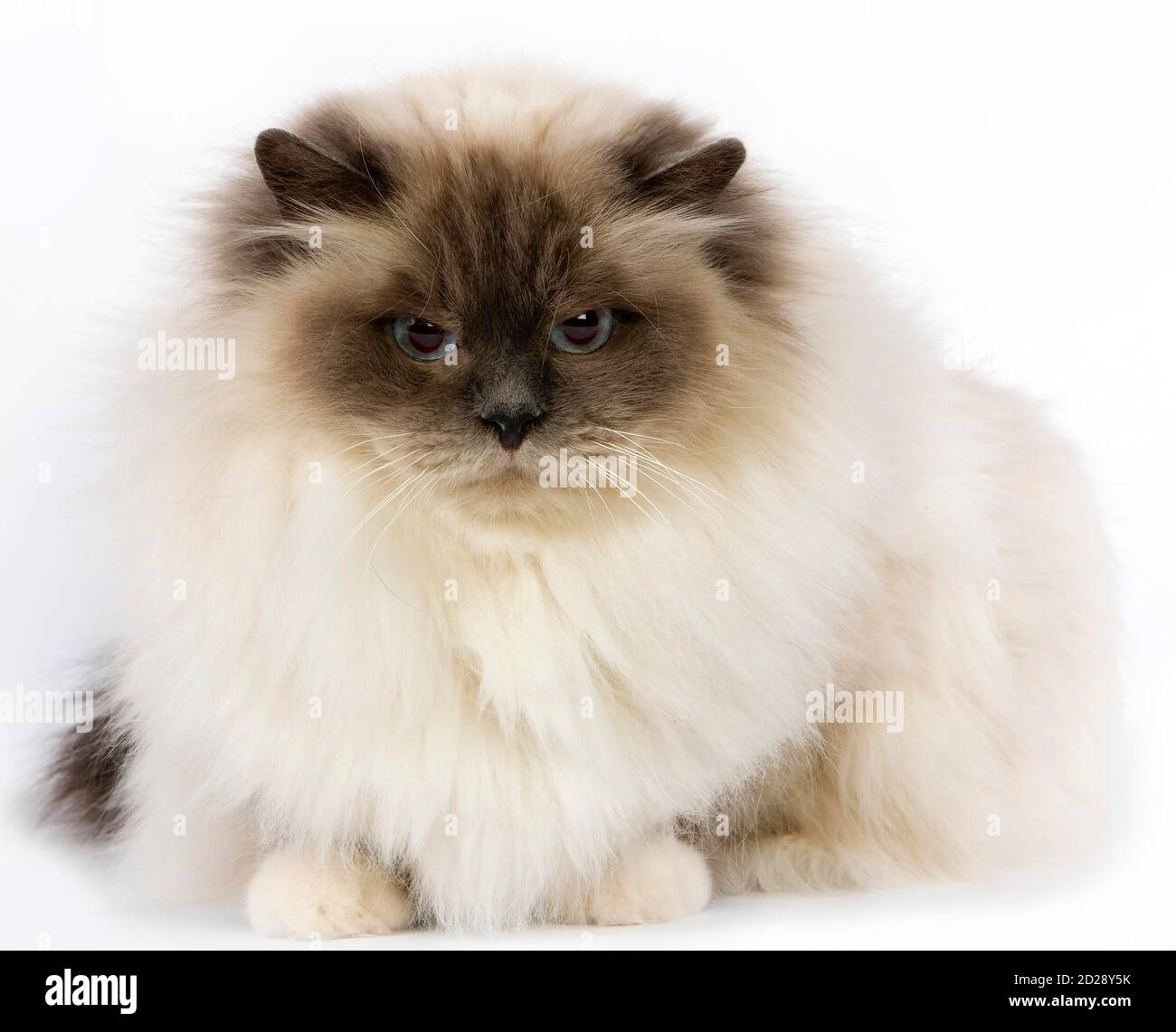 Blue Birmanese Domestic Cat against White Background Stock Photo - Alamy