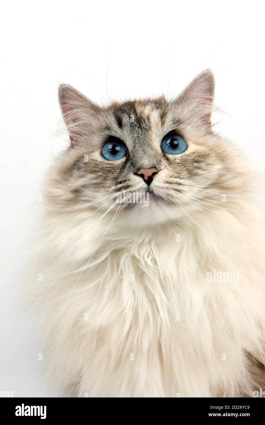 Seal tabby point with white siberian cat hi-res stock photography and ...