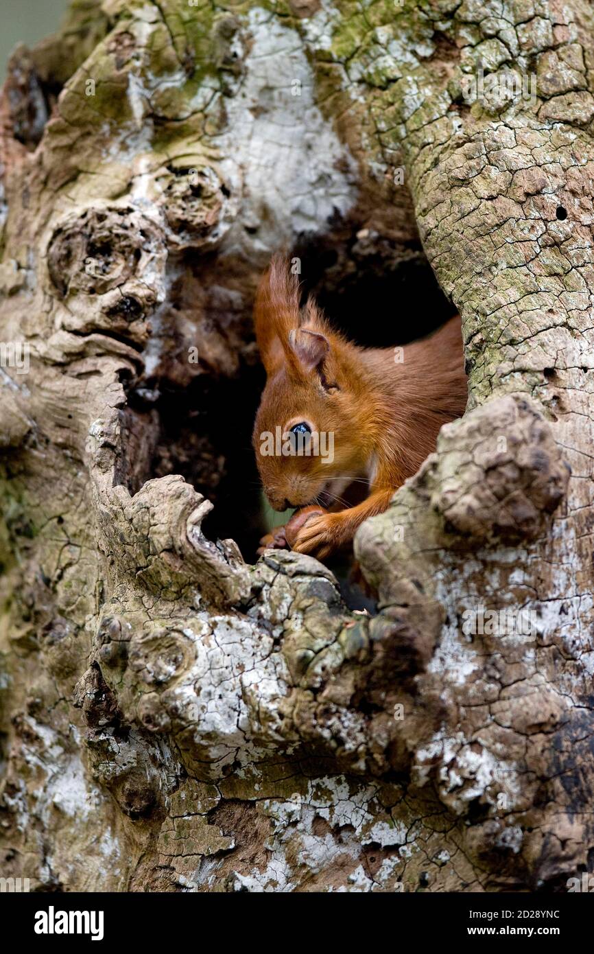 Red Squirrel, sciurus vulgaris, Eating Hazelnut at Nest Entrance ...