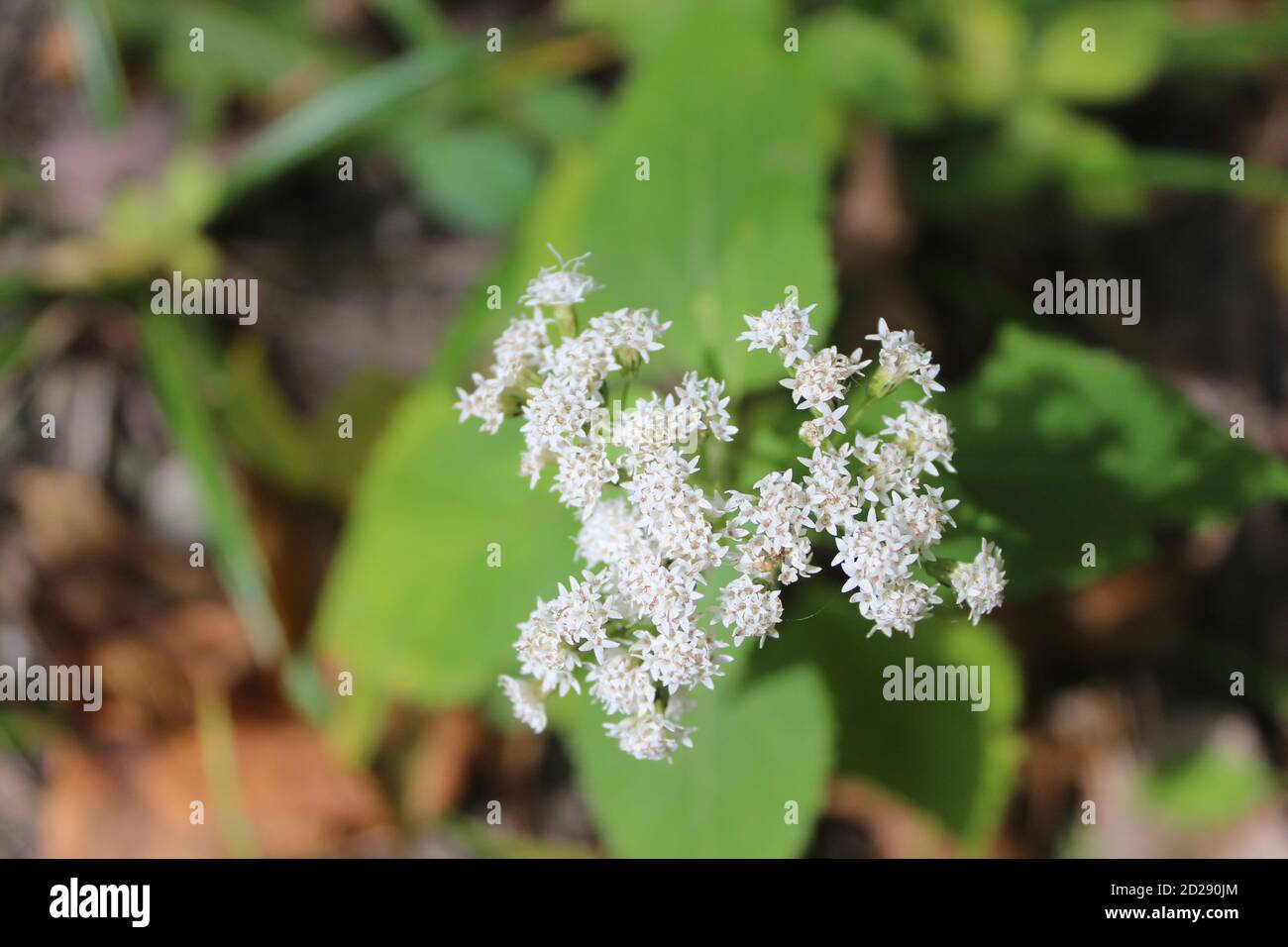Snakeroot plant hi-res stock photography and images - Alamy