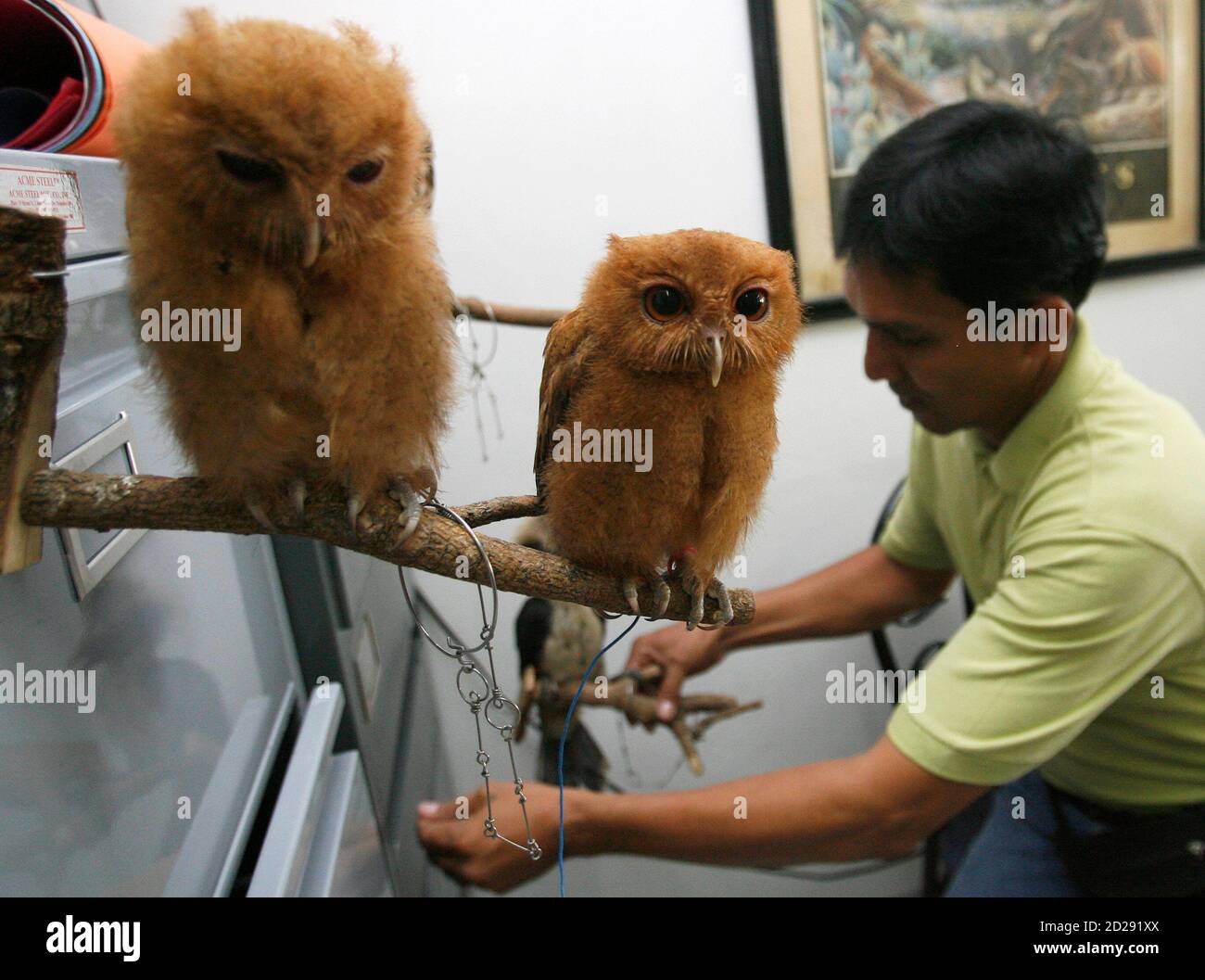 Philippine scops owl hi-res stock photography and images - Alamy
