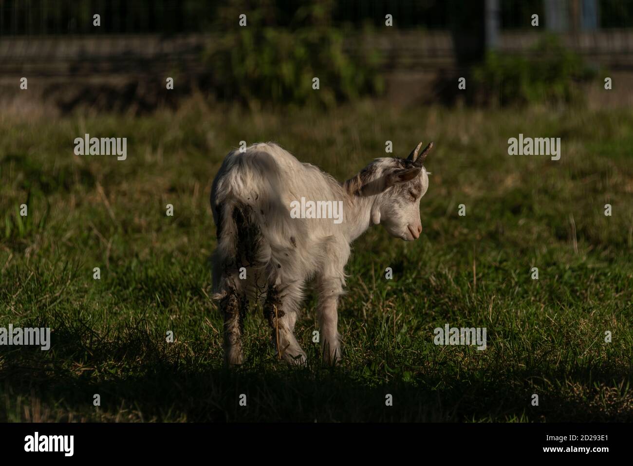 Girgentana goat sicily hi-res stock photography and images - Alamy