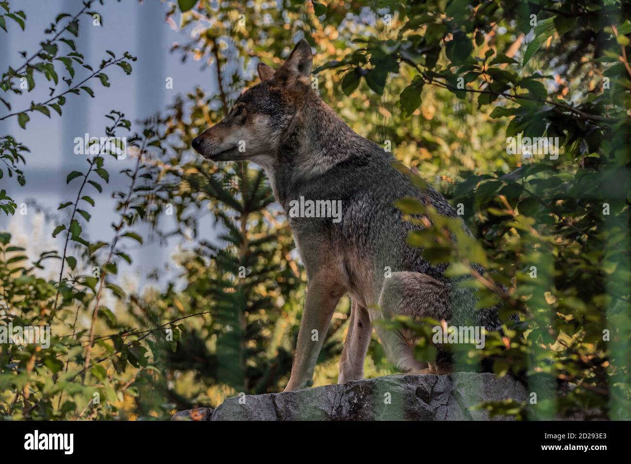 Big wolf face hi-res stock photography and images - Alamy