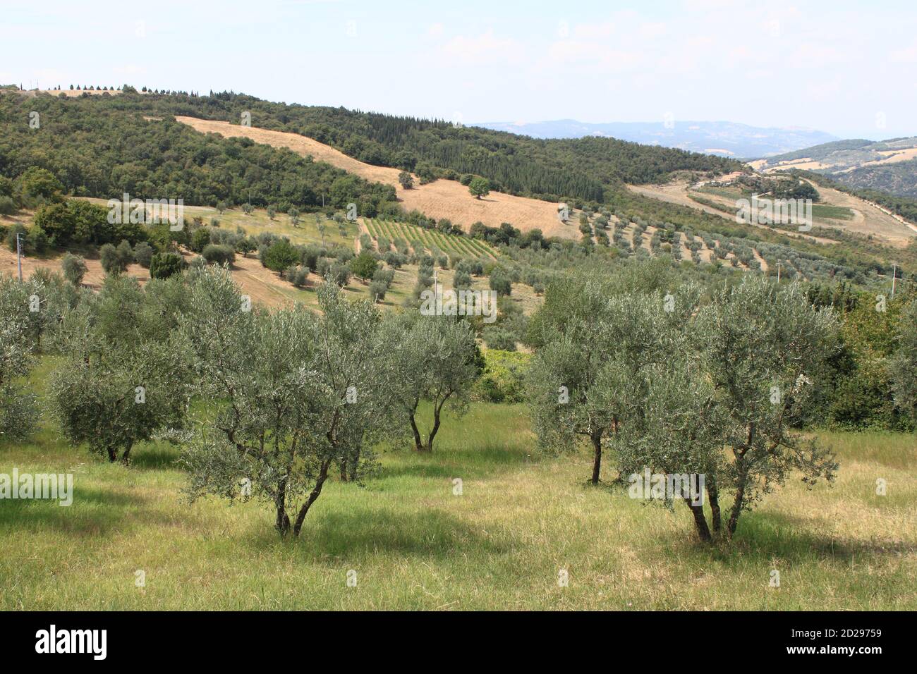 Ancient olive grove in Tuscany, Italy Stock Photo - Alamy