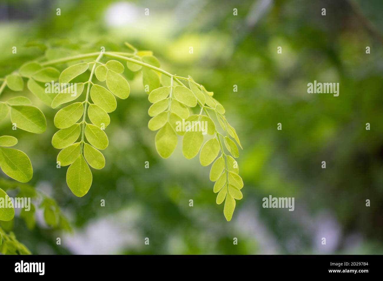 Natural Moringa leaves Tree Green Background. Fresh Green Moringa ...