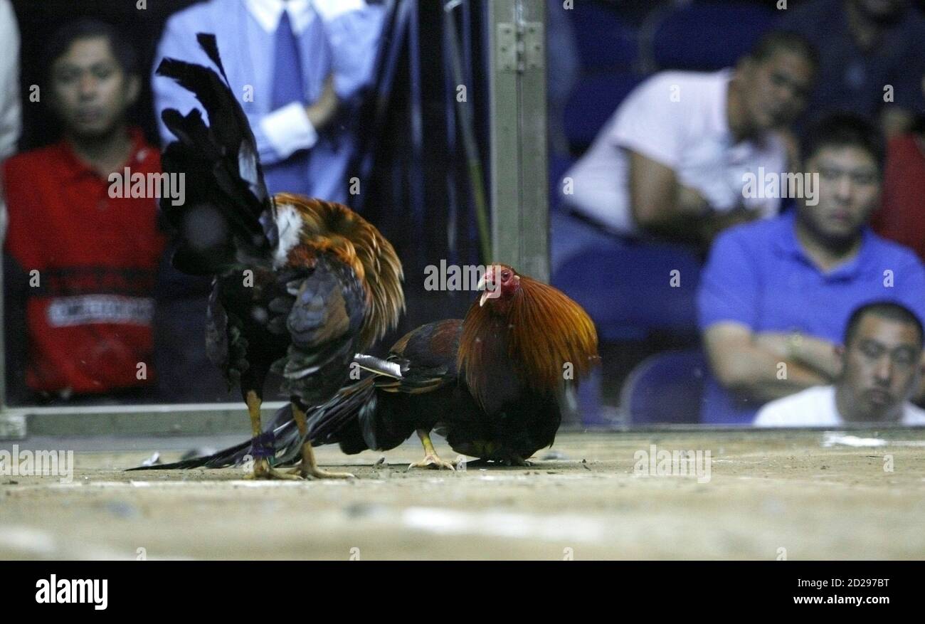 Roosters in the city hi-res stock photography and images - Alamy