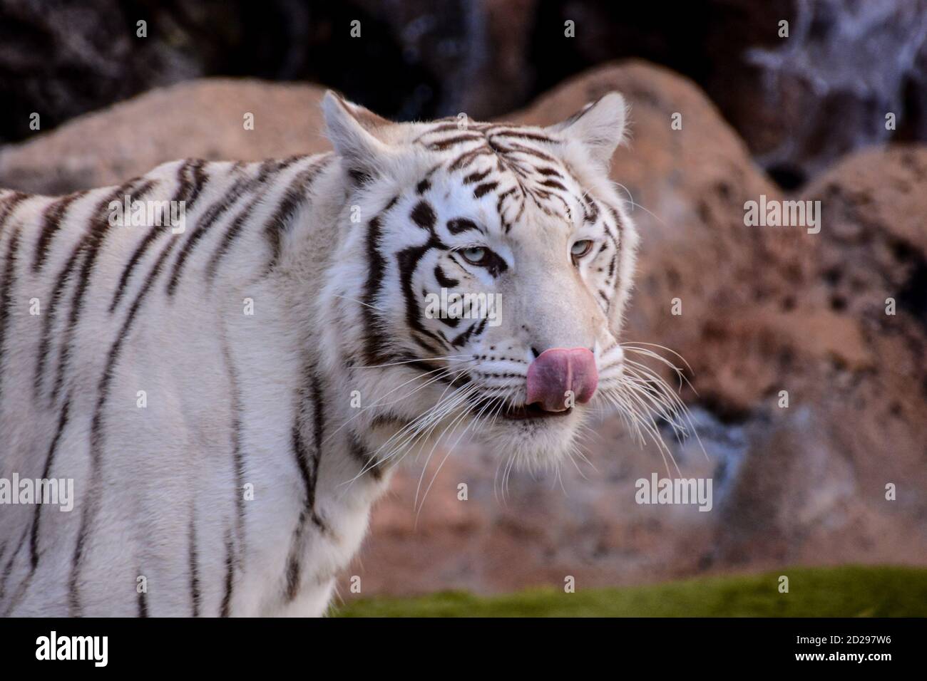 Rare White Striped Wild Tiger Stock Photo - Alamy