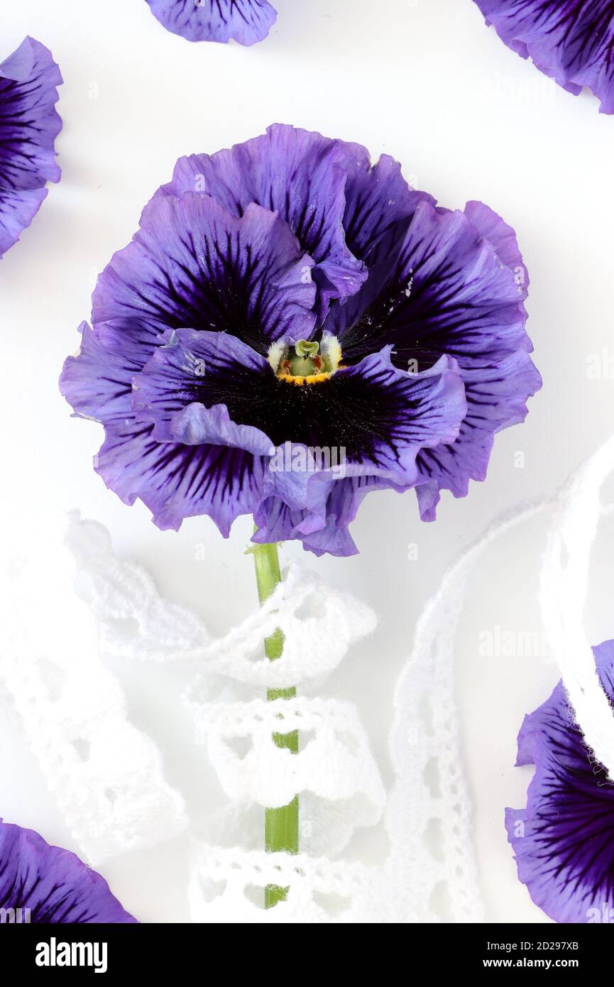 purple viola flower and white lace band Stock Photo - Alamy