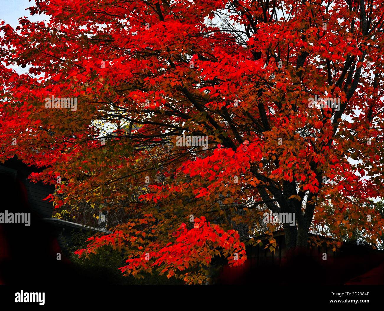 Canada maple autumn landscape hi-res stock photography and images - Alamy
