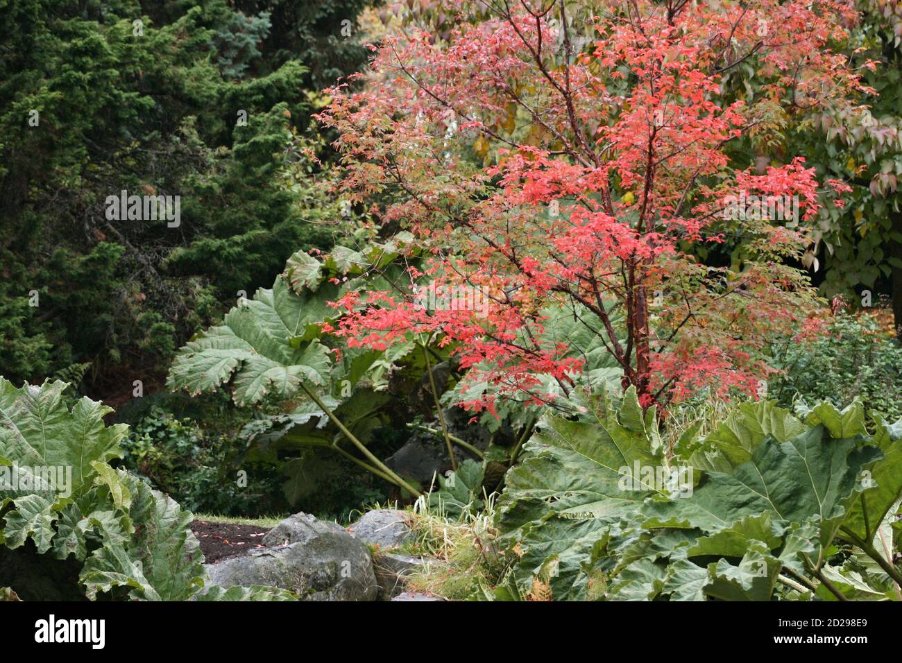 Pink tree against large leaf green plants and evergreens in Vancouver ...