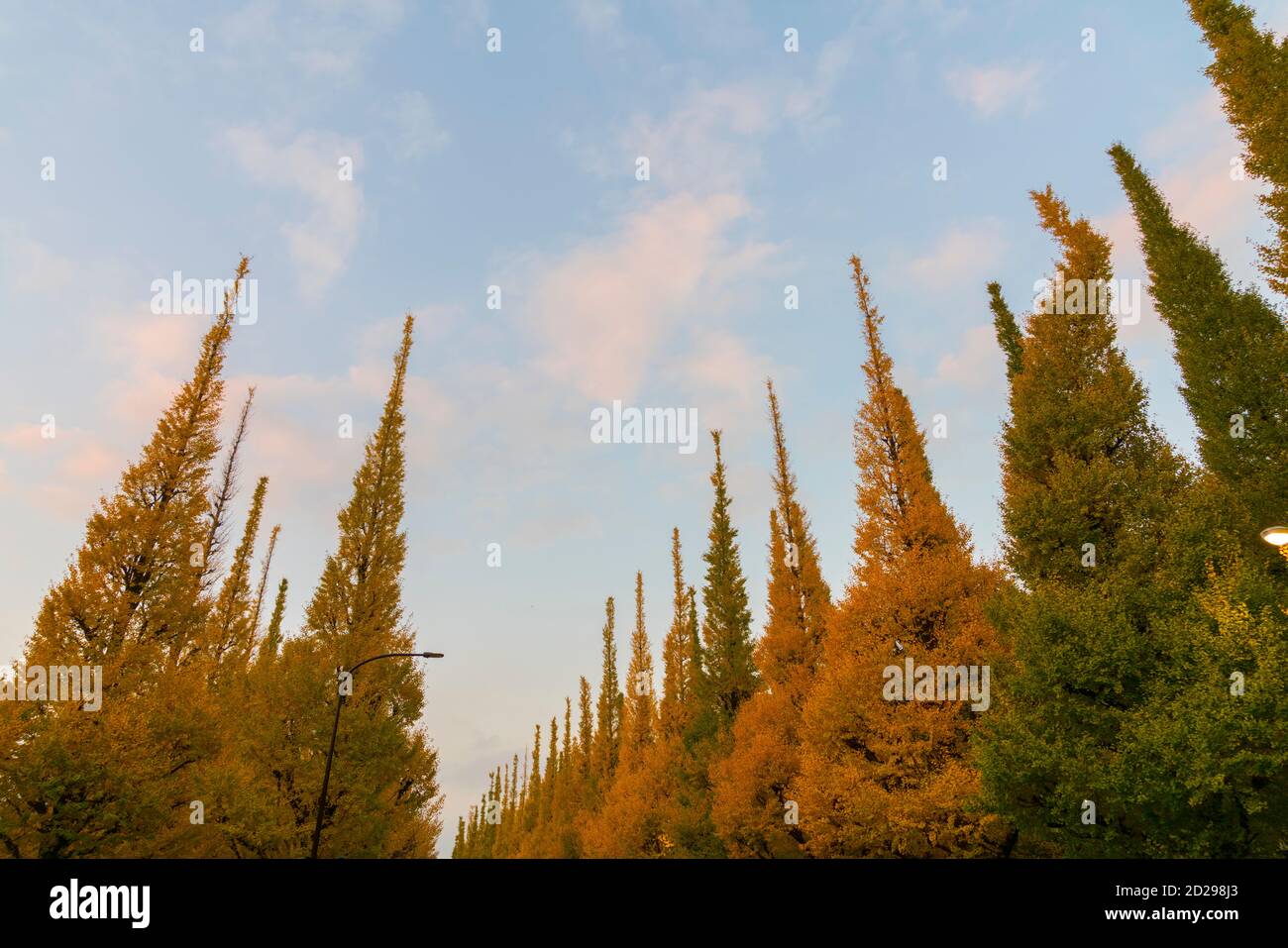 Rows of autumn color Gingko trees stand in Meijijingu Gaien Tokyo Stock ...