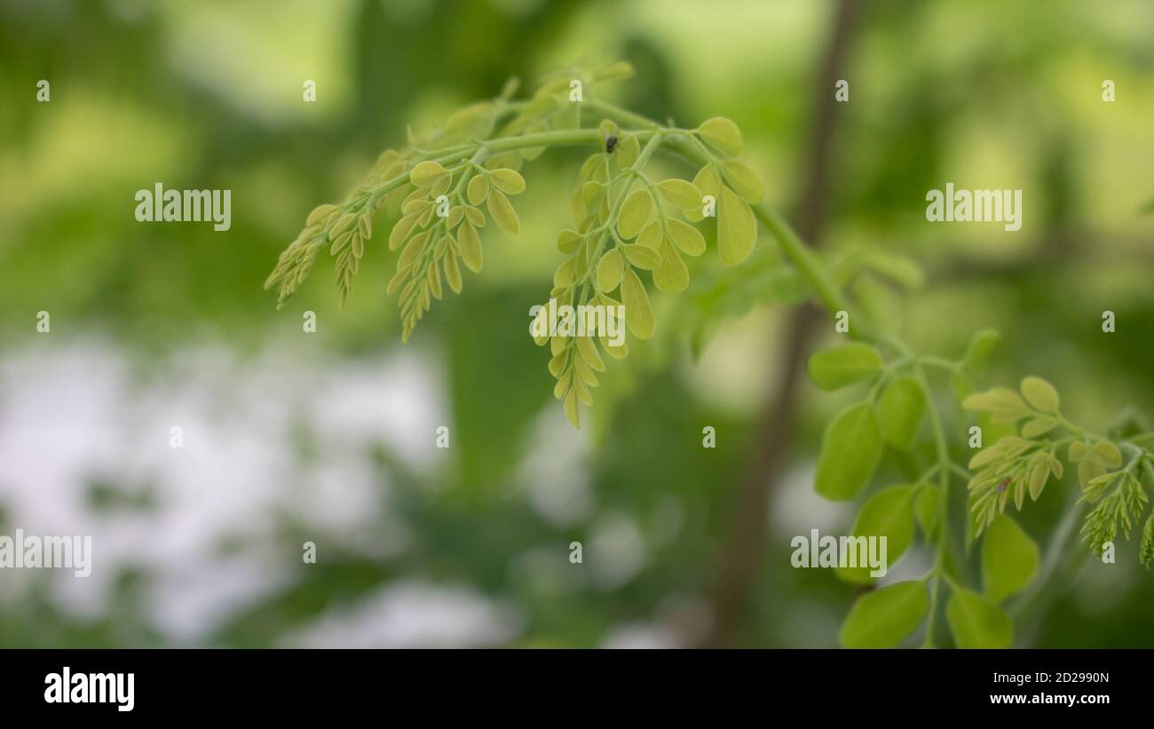 Natural Moringa leaves Tree Green Background. Fresh Green Moringa ...