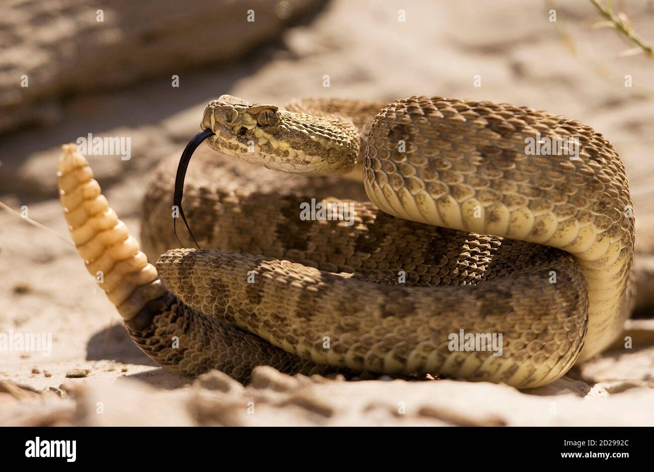 Study Of Snakes High Resolution Stock Photography and Images - Alamy