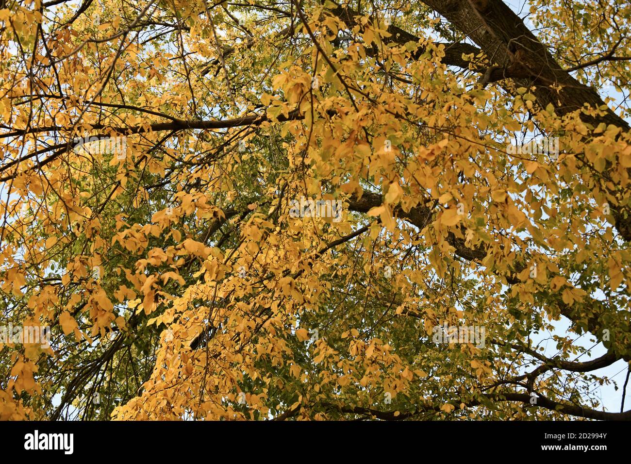 Branches of Autumn gold shine brightly in Thunder Bay, Ontario, Canada ...