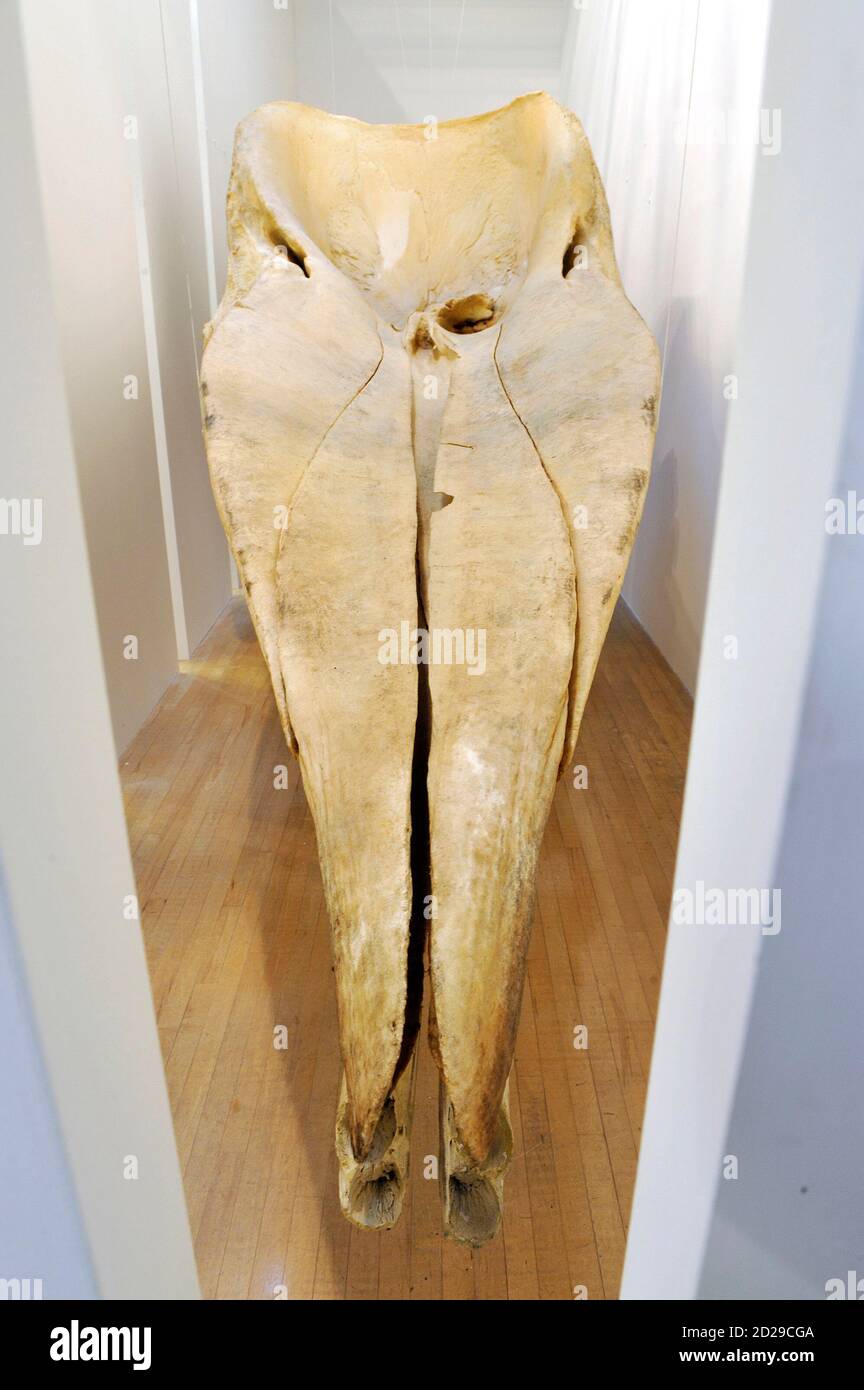 Leviathan Whale Skeleton