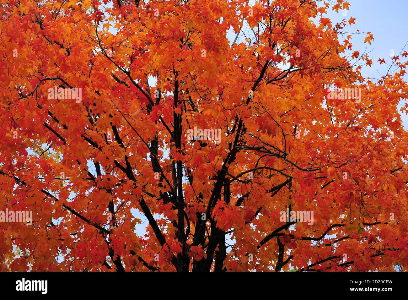 A red, yellow and orange maple tree growing in Boulevard Lake Park, in ...