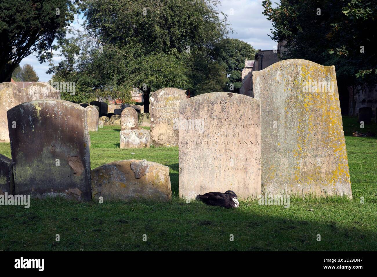Duck in a churchyard hi-res stock photography and images - Alamy