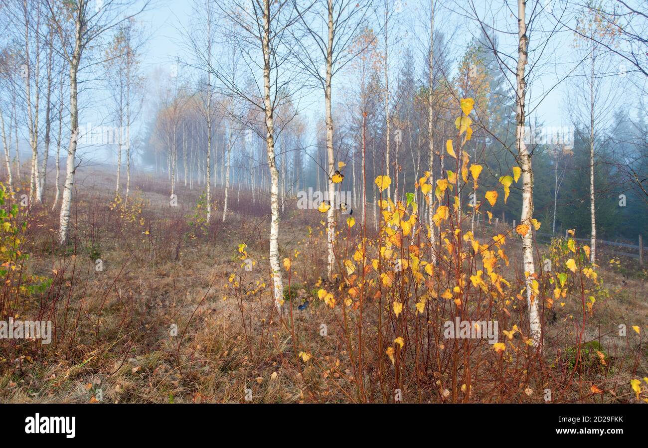 Gold birch tree hi-res stock photography and images - Alamy