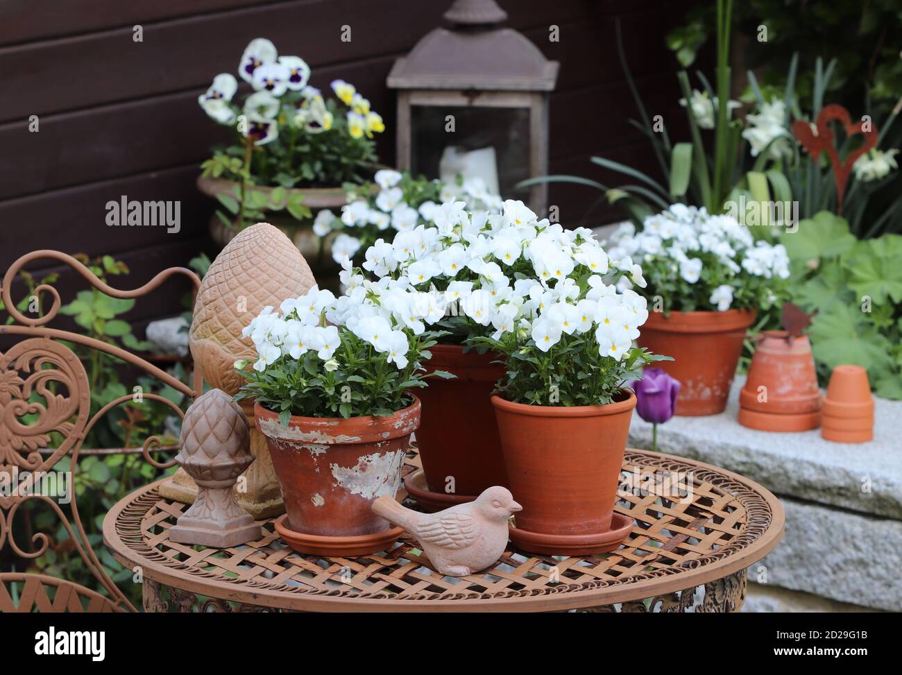 white viola flowers in terracotta pots in spring garden Stock Photo - Alamy