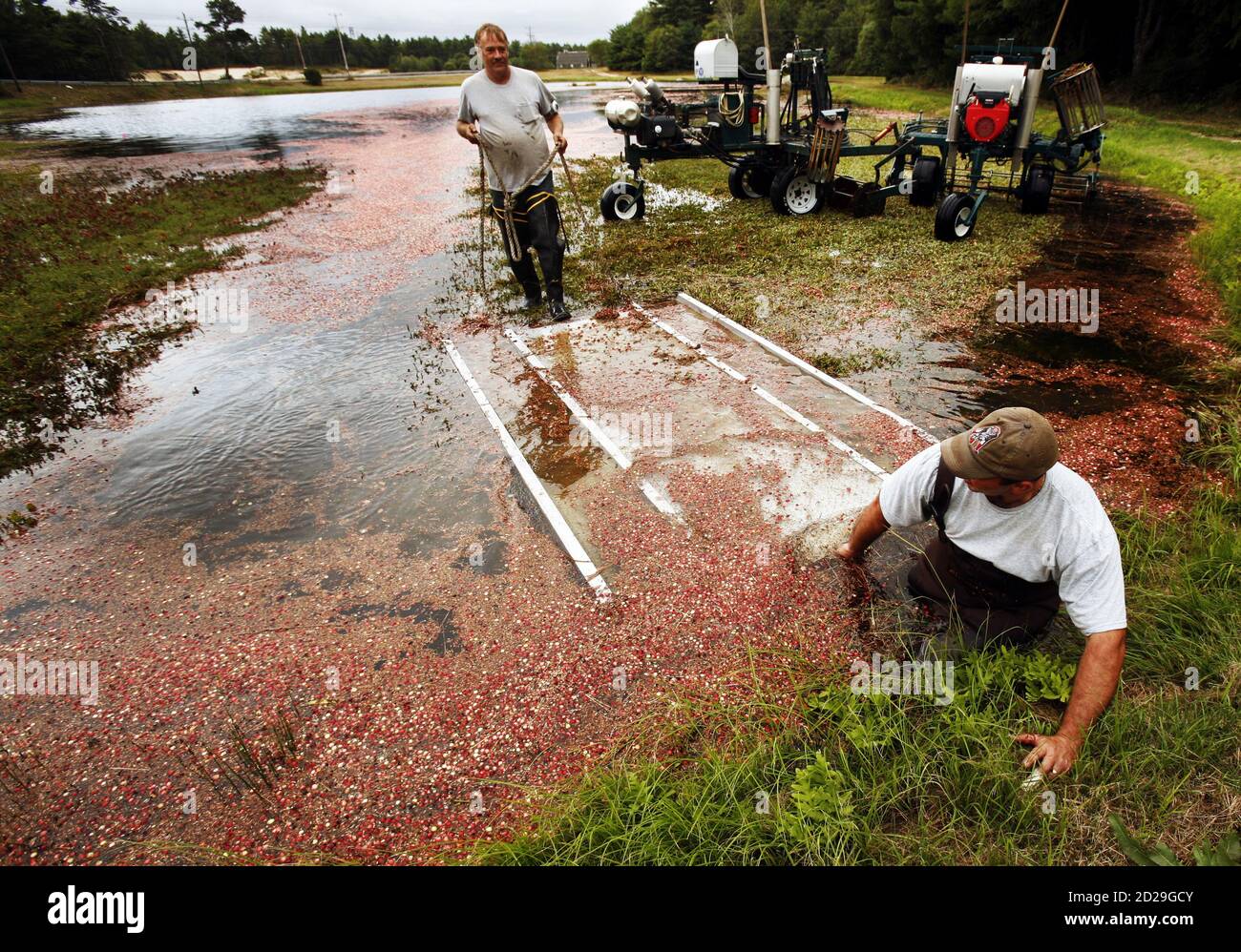 Carver cranberry hi-res stock photography and images - Alamy