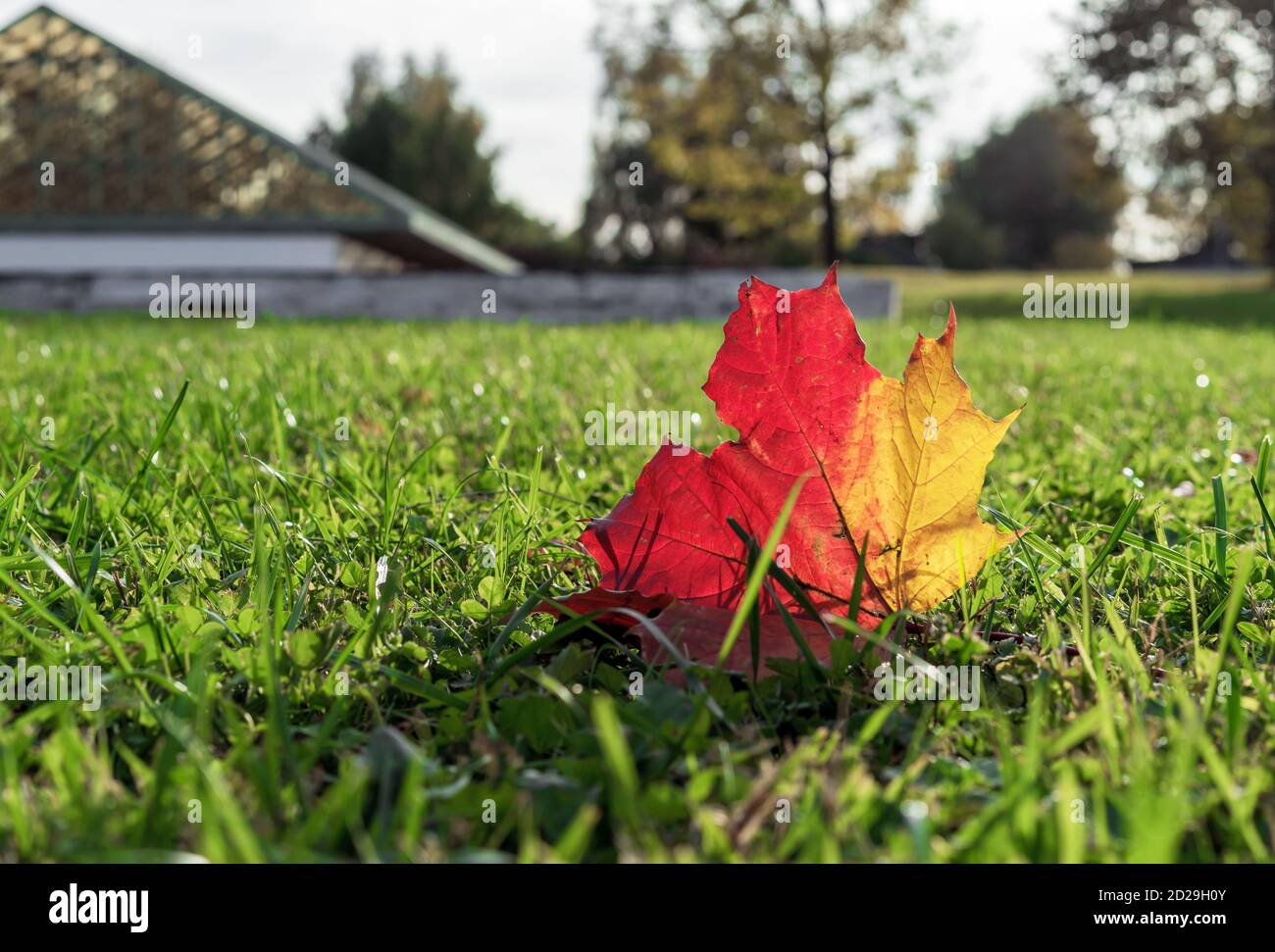 Yellow red maple leaf hi-res stock photography and images - Alamy