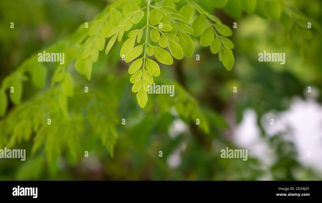Natural Moringa leaves Tree Green Background. Fresh Green Moringa ...