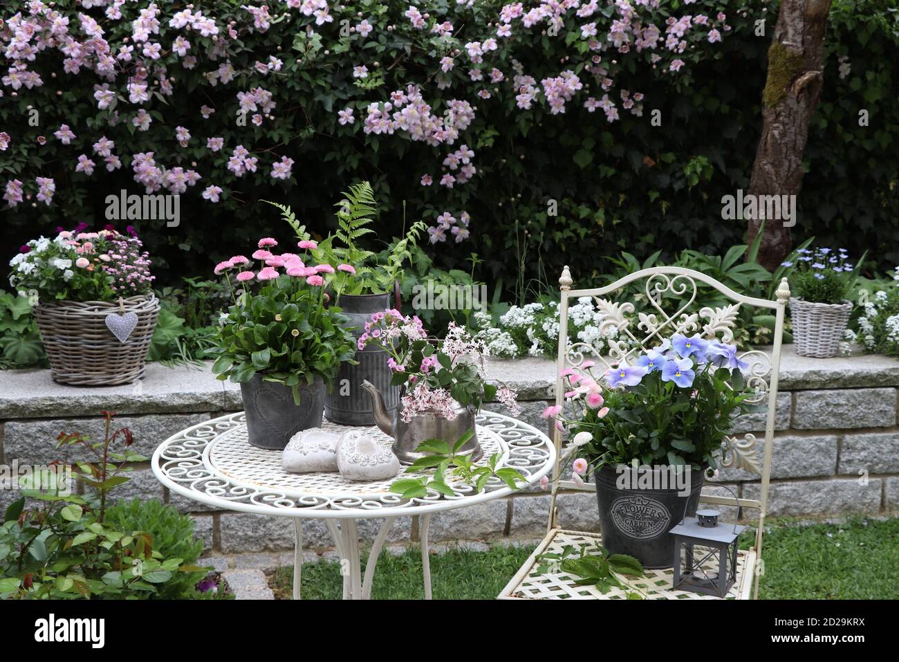 spring garden scene with flowers in plant pots and pink clematis ...