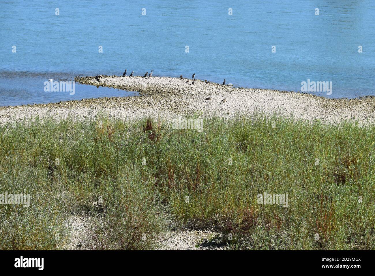 wild birds on a small sand and gravel island Stock Photo - Alamy