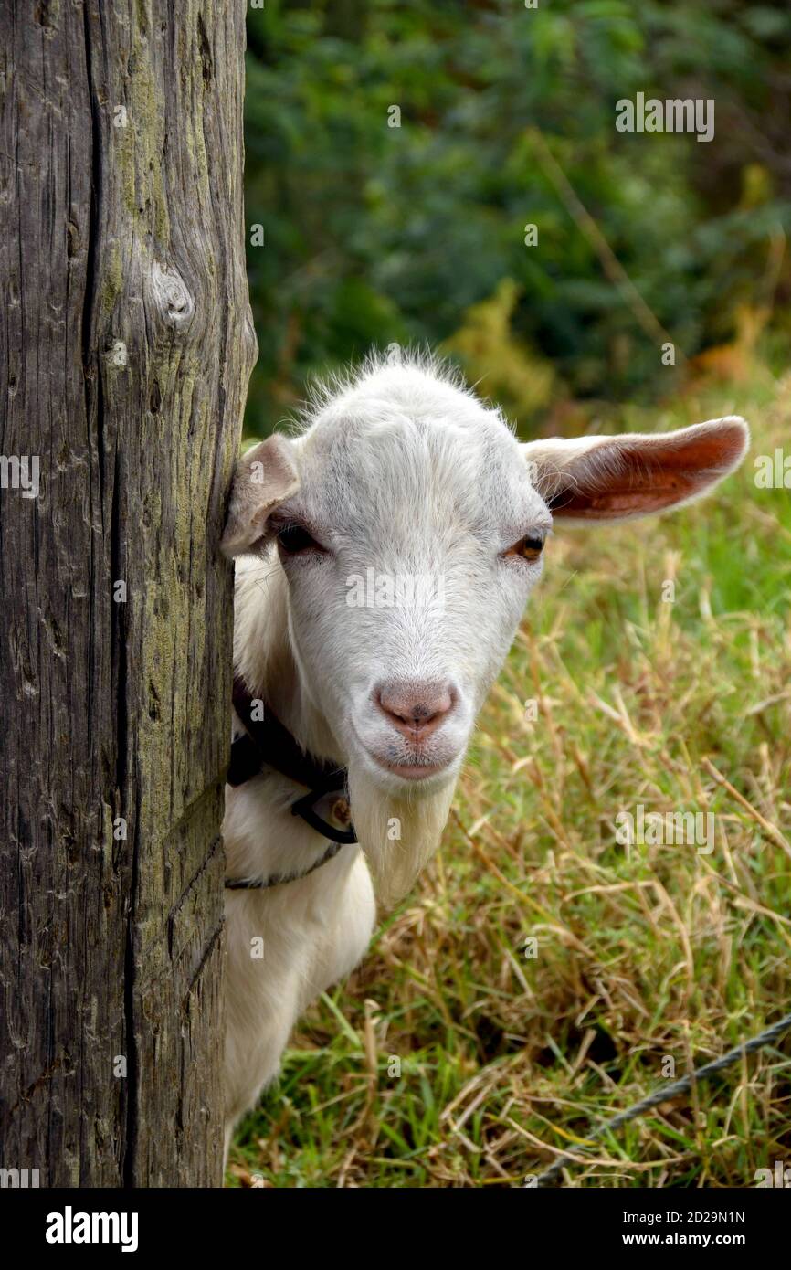 Goat with goatie hi-res stock photography and images - Alamy