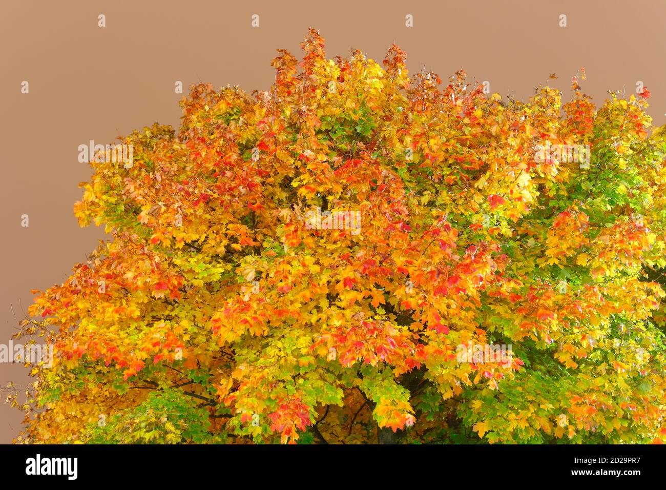 A tree changing colour in autumn Stock Photo - Alamy