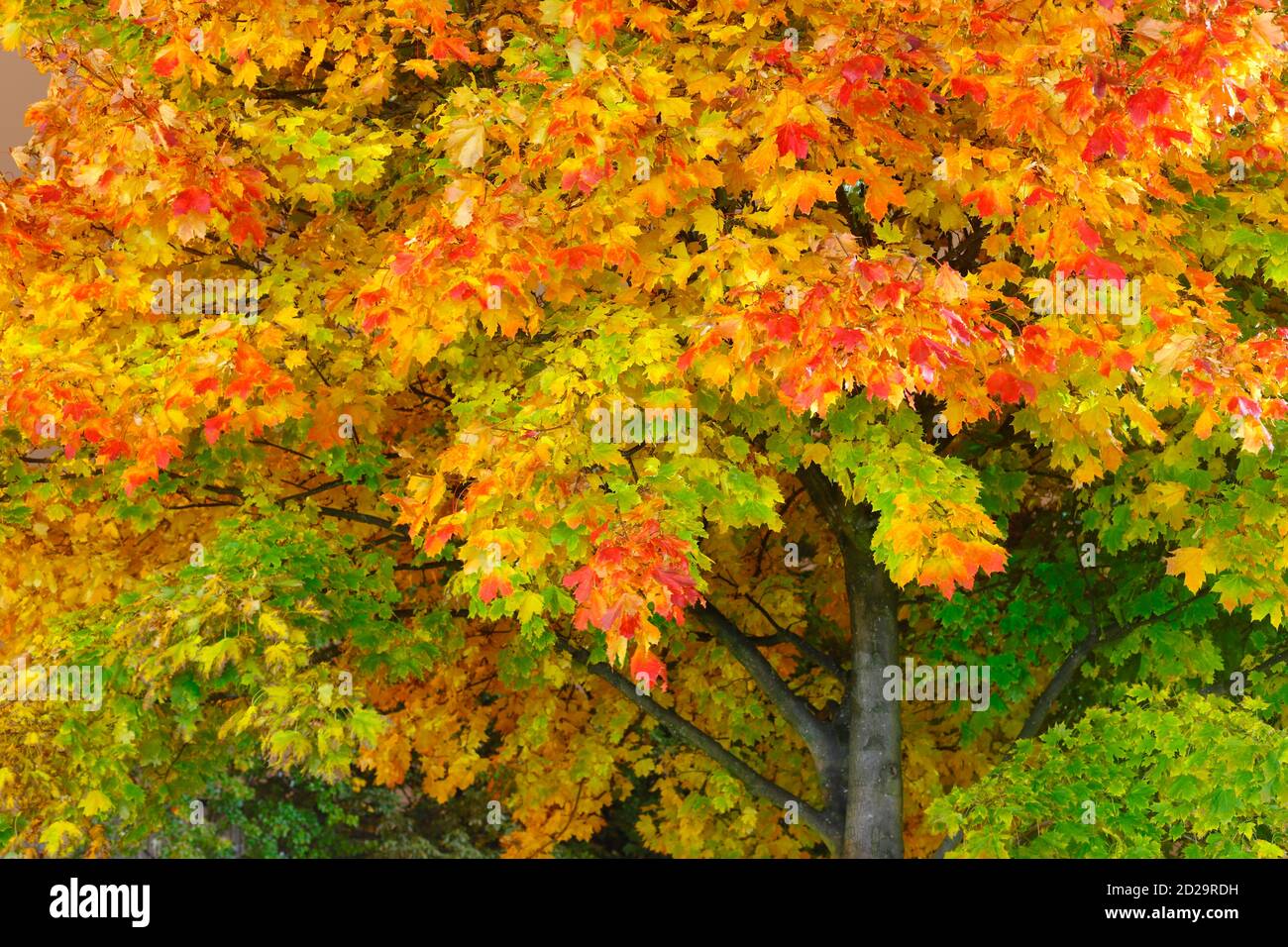 A tree changing colour in autumn Stock Photo - Alamy