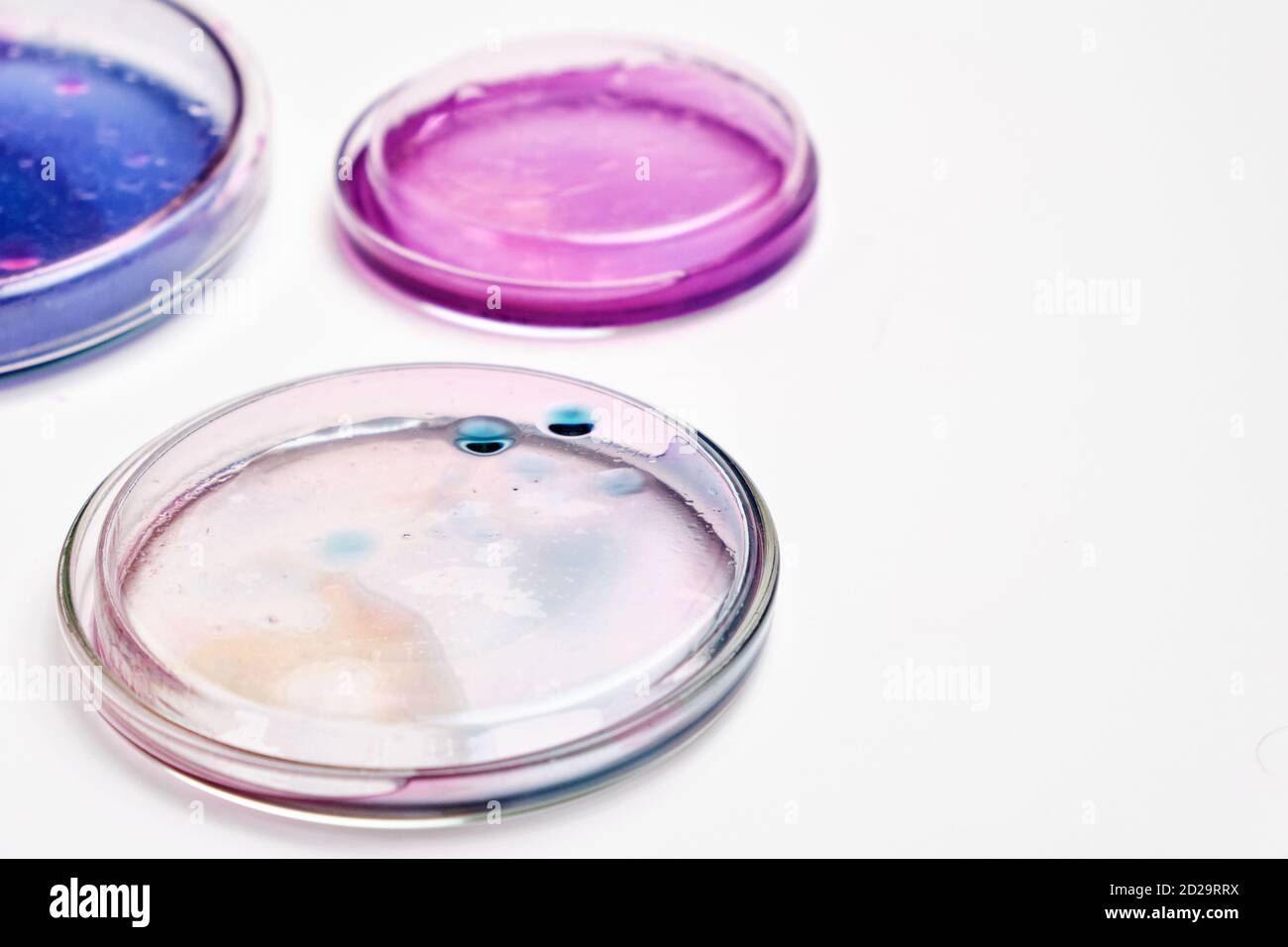 Pink, blue and transparent agar media in Petri dishes for grafting ...