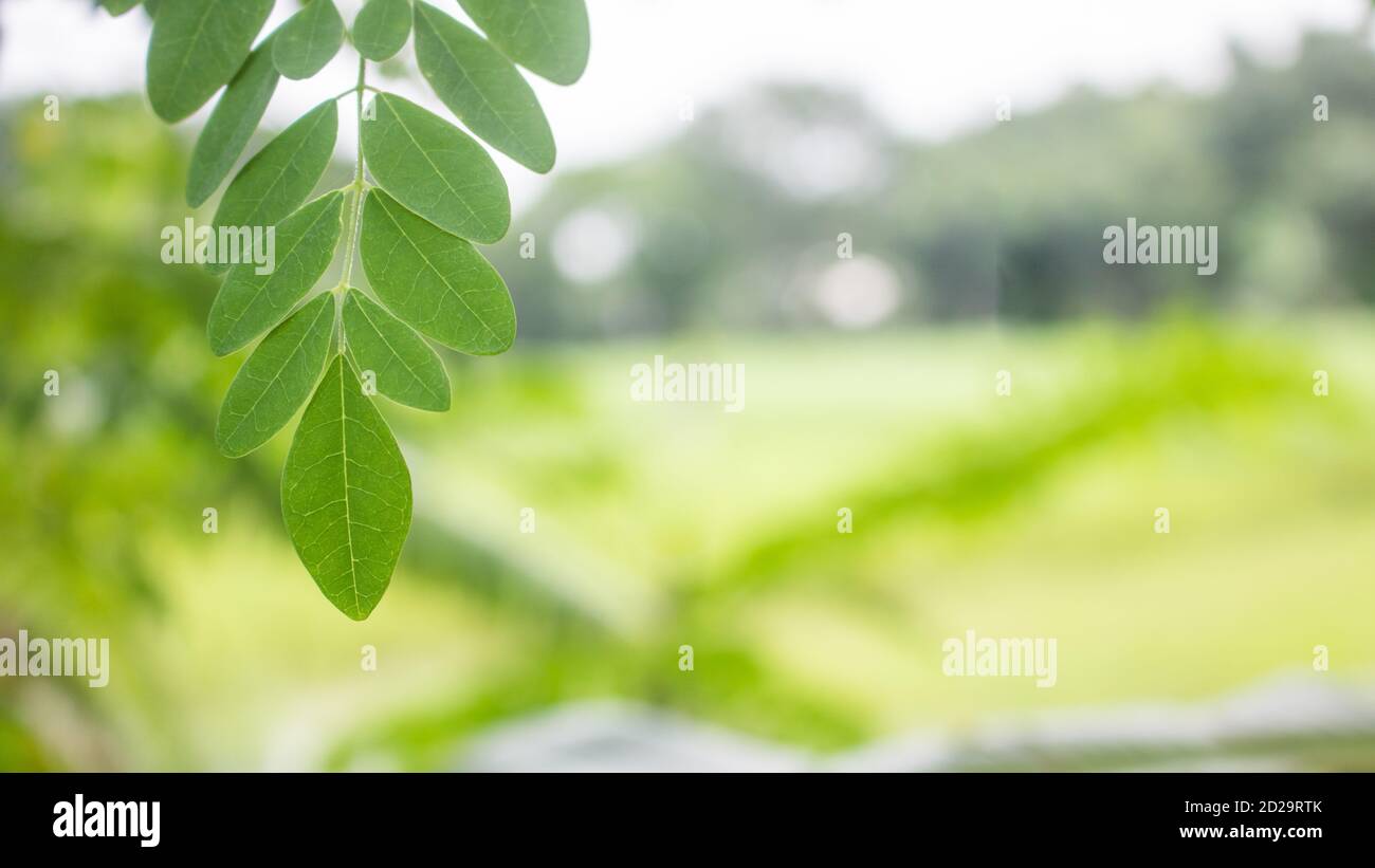 Sajna tree hi-res stock photography and images - Alamy