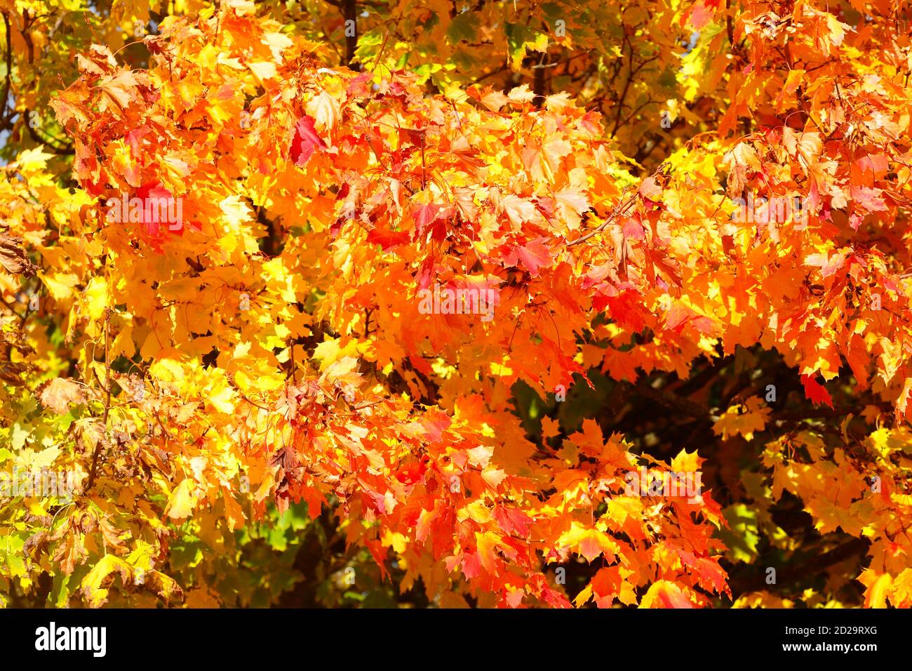 A tree changing colour in autumn Stock Photo - Alamy