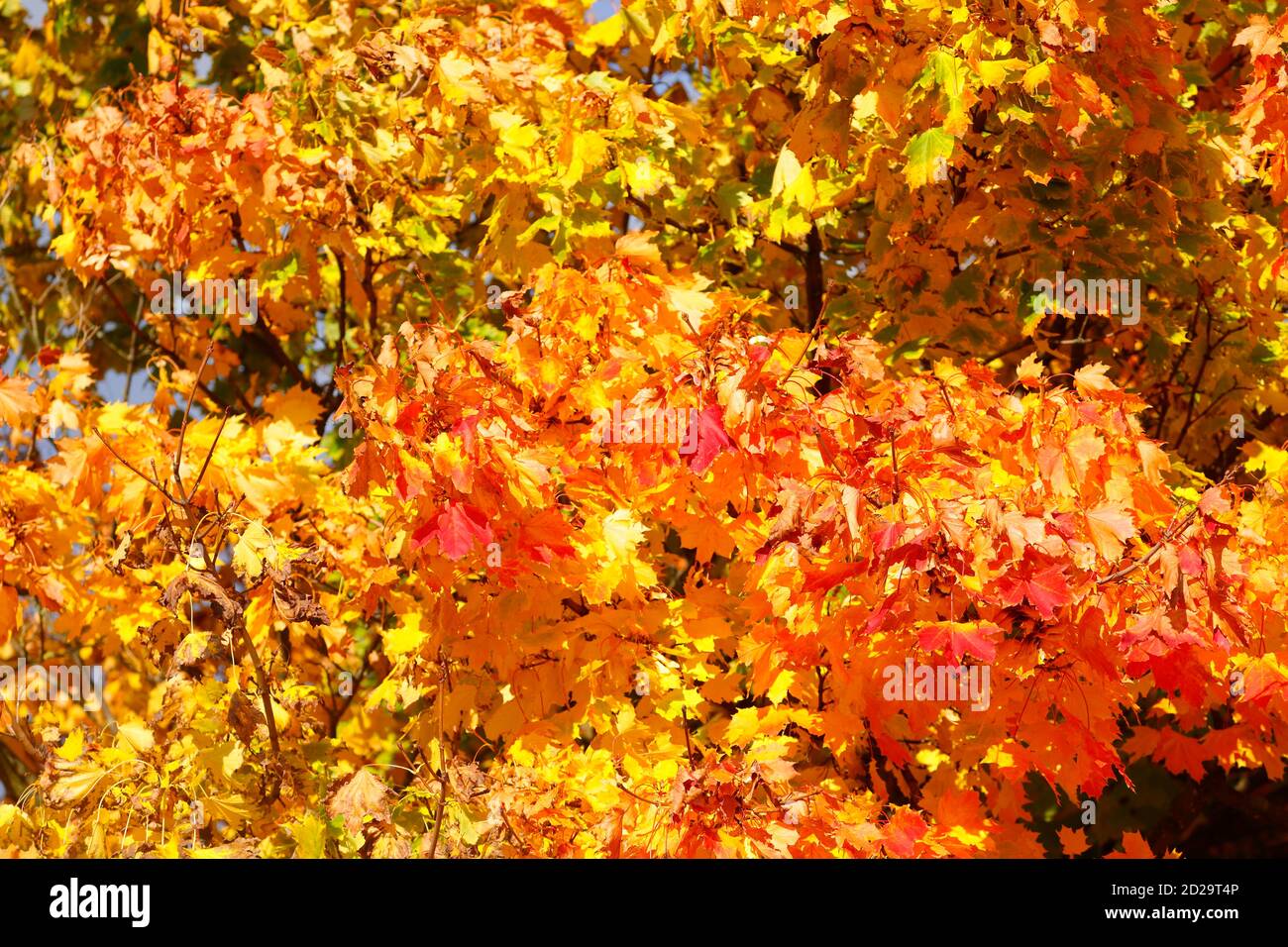 A tree changing colour in autumn Stock Photo - Alamy