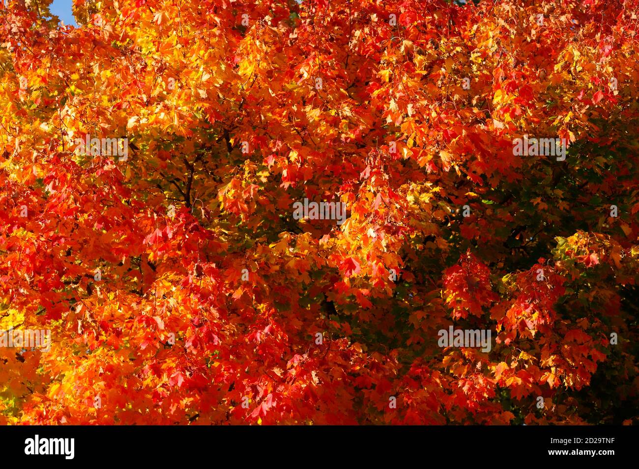 A tree changing colour in autumn Stock Photo - Alamy