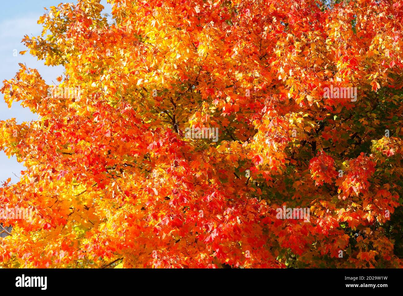 A tree changing colour in autumn Stock Photo - Alamy