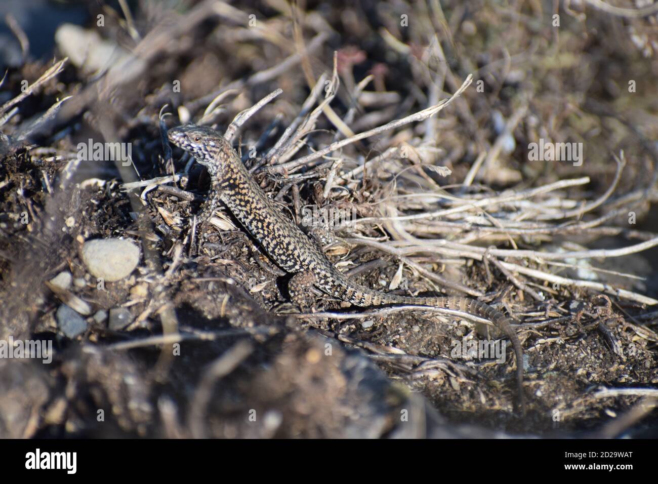 Holaspis species hi-res stock photography and images - Alamy
